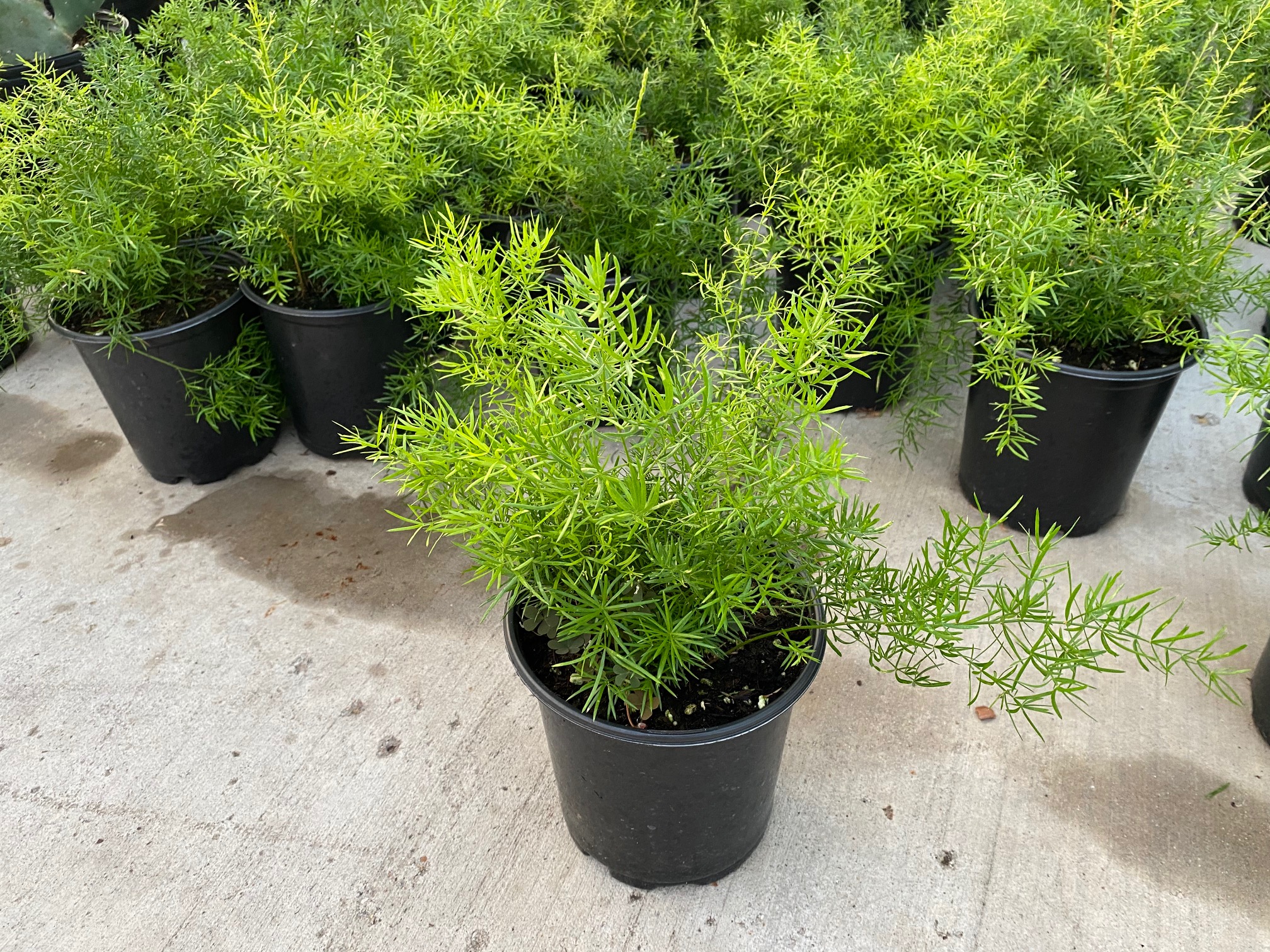 Current Catalog – YC Nursery