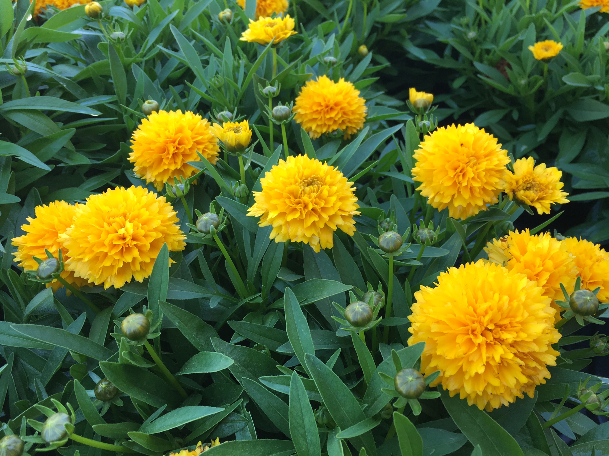 Current Catalog – YC Nursery