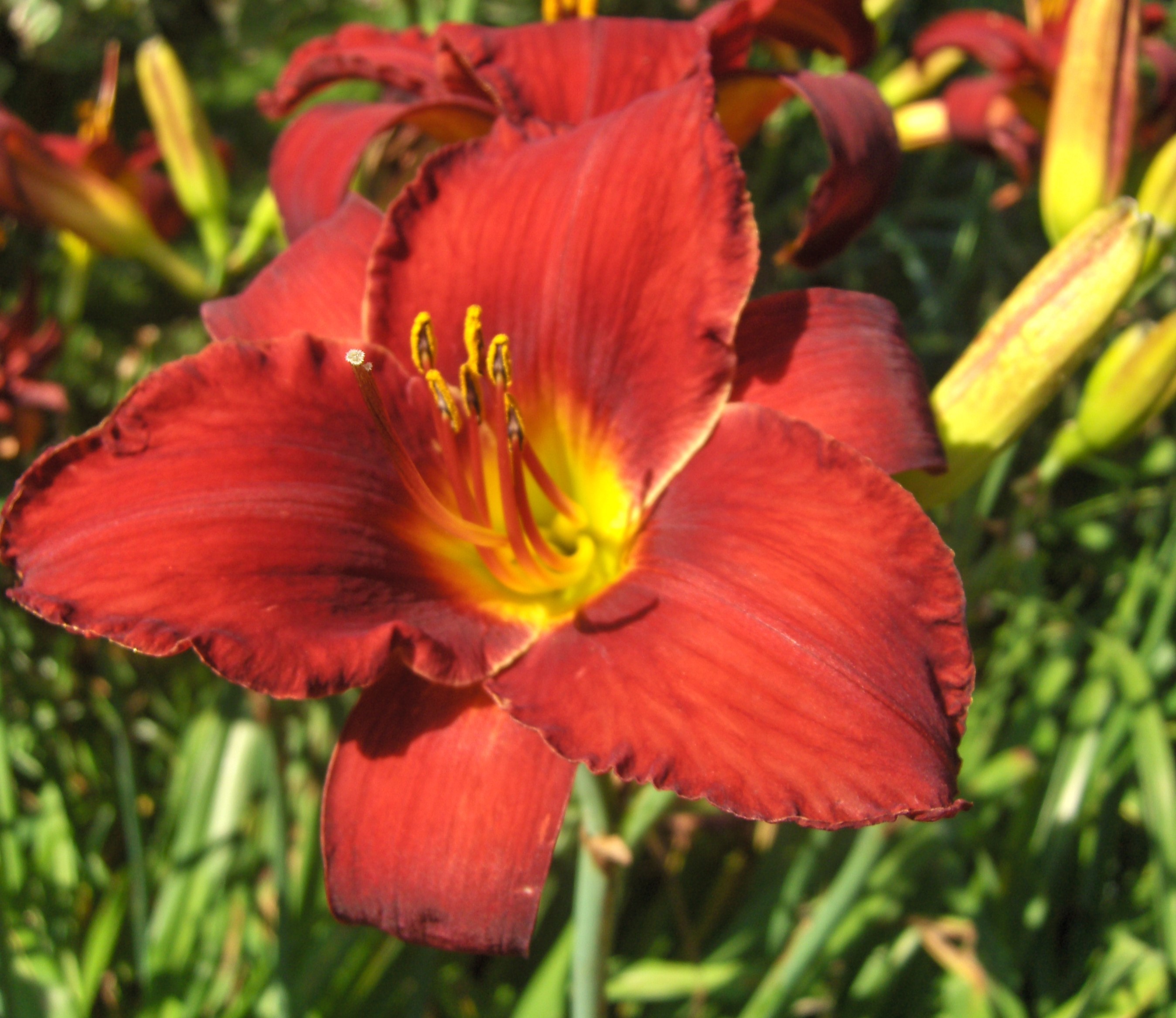 Current Catalog – YC Nursery