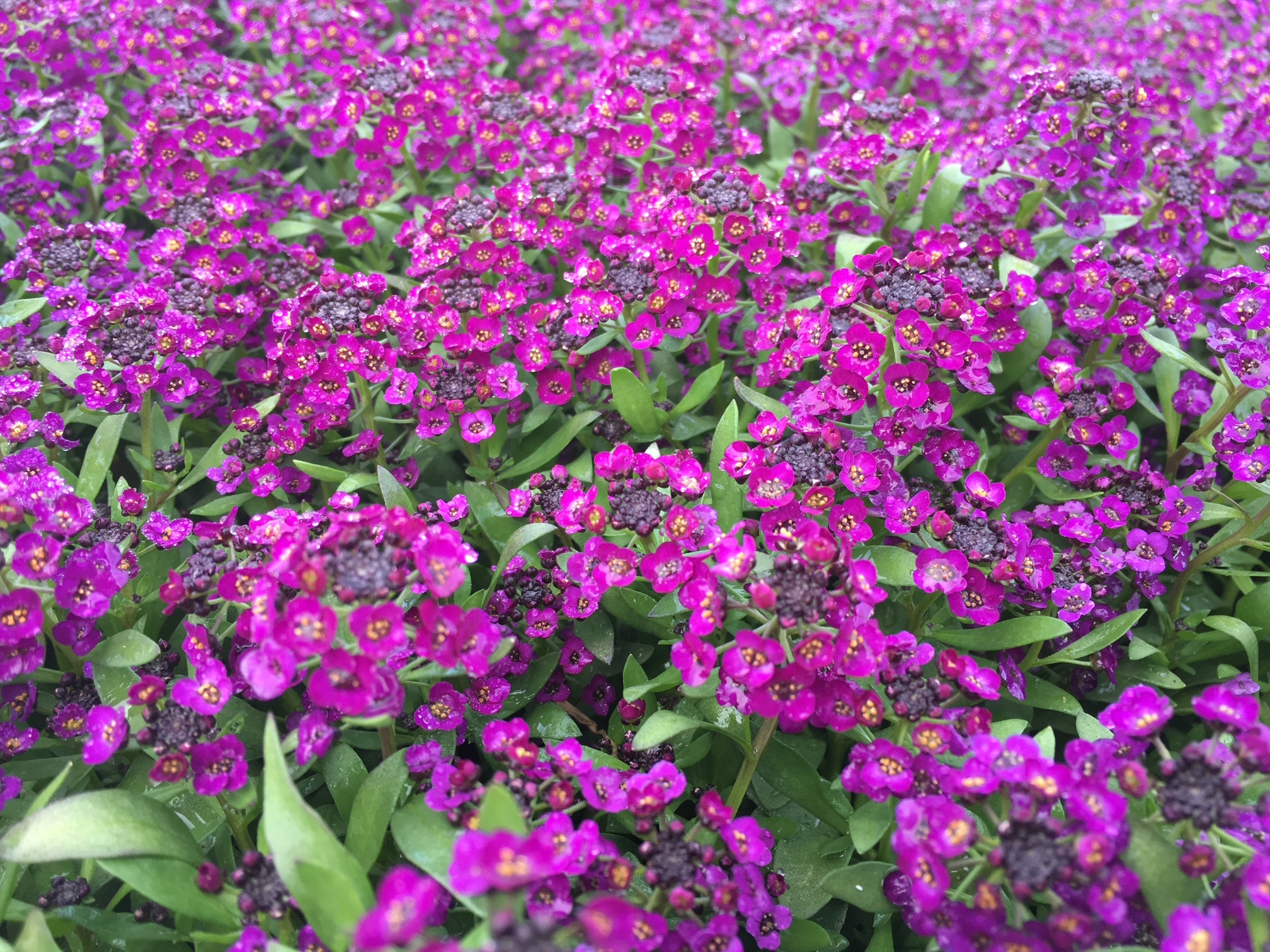 Spring 2022 – YC Nursery