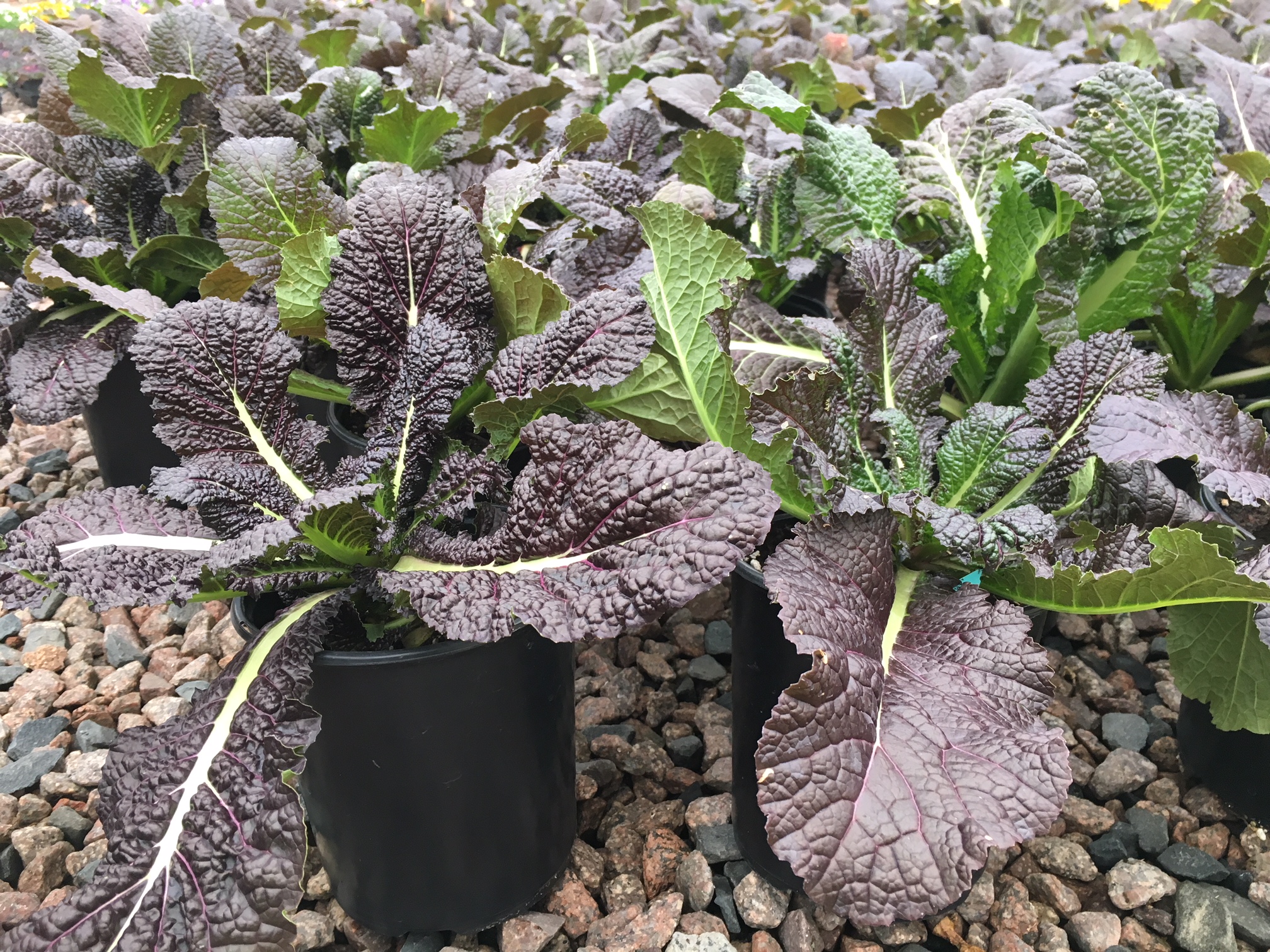Current Catalog – YC Nursery